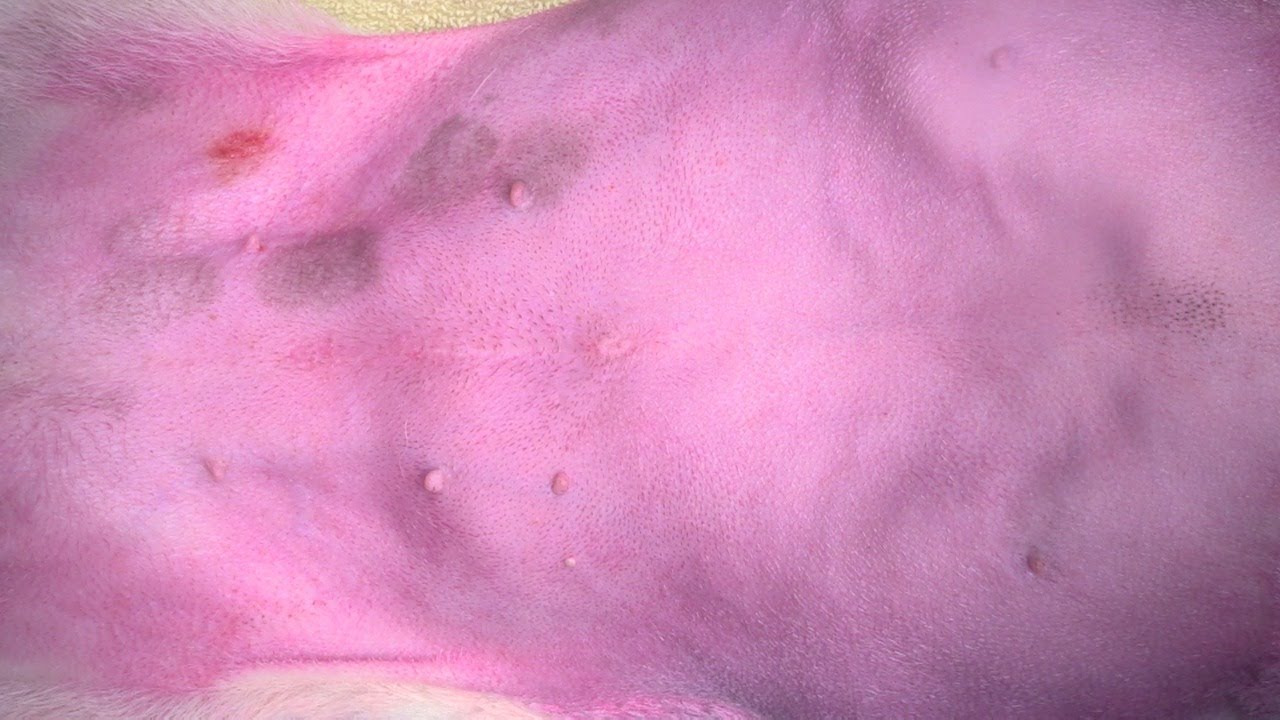 Live stream - Ligasure splenectomy in a dog with possible intestinal ...