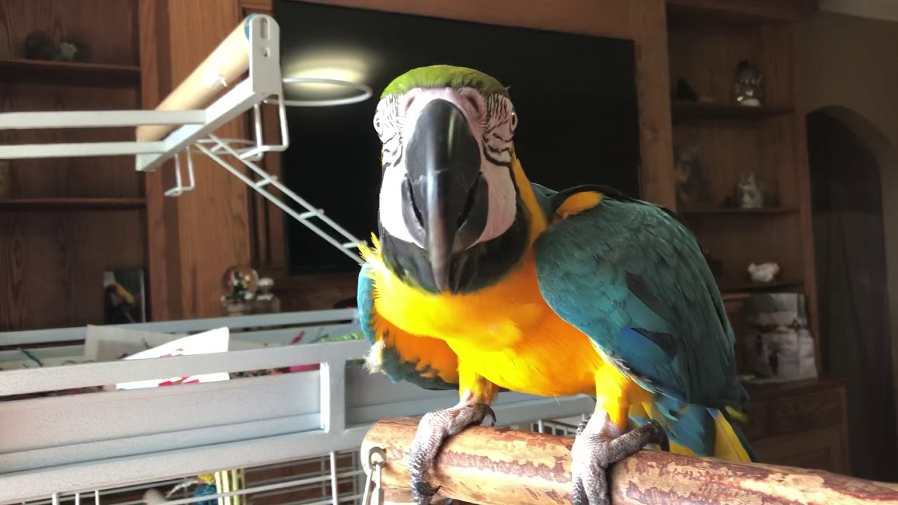 Volume Alert Charley the macaw screaming and talking and shows off her ...