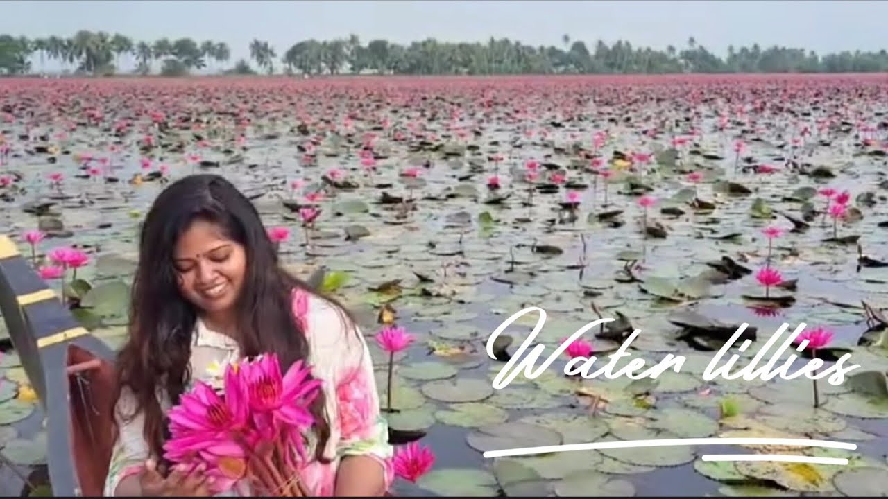 Boat ride in Malarikkal Water Lilly Pond,Malarikkal,Kottayam Kerala # ...