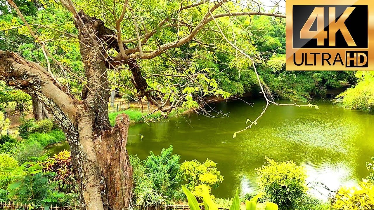 Relaxing nature 4k video with birds sounds | Nature video - YouTube