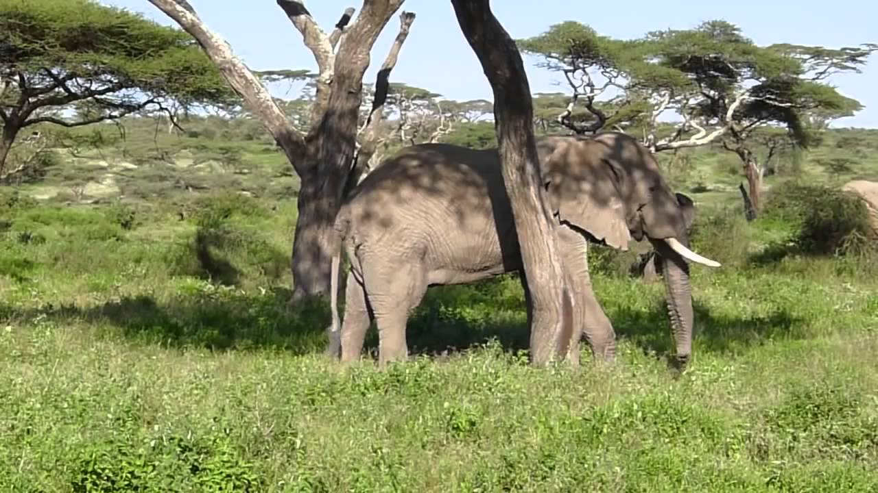 National Geographic Documentary Animals - Elephant Scratch Itself With ...
