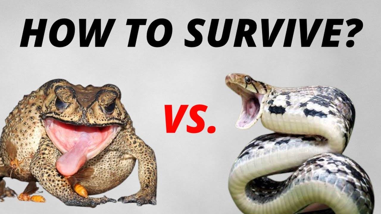 My Advice for english speaking frogs - YouTube