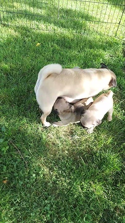 7 week old pug puppies 1st time outside J Anya's Pugs @anyaspugs5203 ...