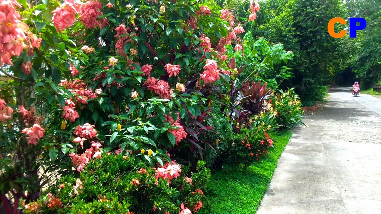 FASCINATING FLOWERS OF BASHFUL MOM/COUNTRYSIDE - YouTube