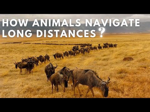How Animals Navigate Long Distances? - How They Gather All Animals ...