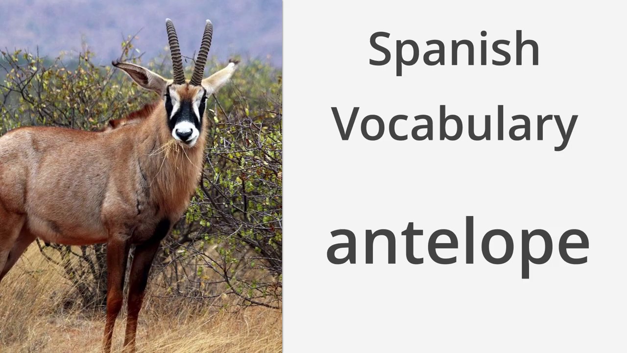 How to say "Antelope" in Spanish - YouTube