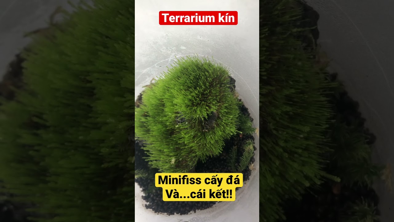 Terrarium Kín - Rêu Mini Fiss Cấy Đá và Cái kết!!! #shorts - YouTube