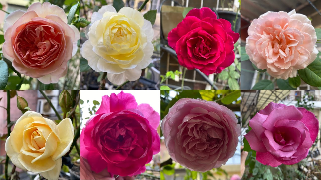 12 Exotic Roses || Prime Blooms of varieties from David, Austin ...
