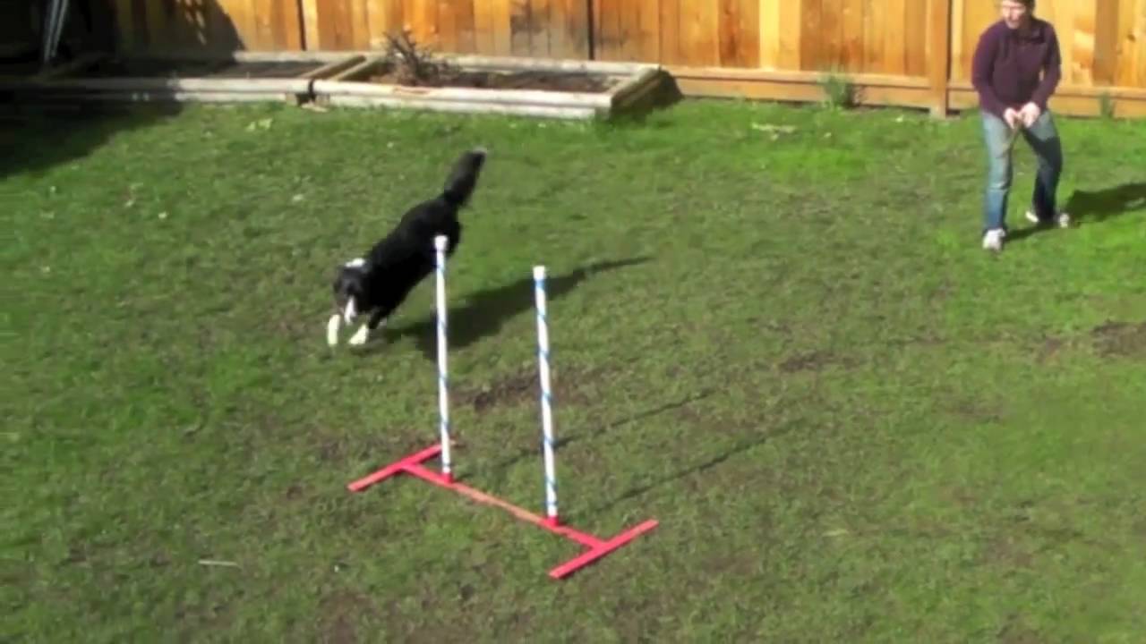 Zappa - Dog Agility 2X2 Weaves - YouTube