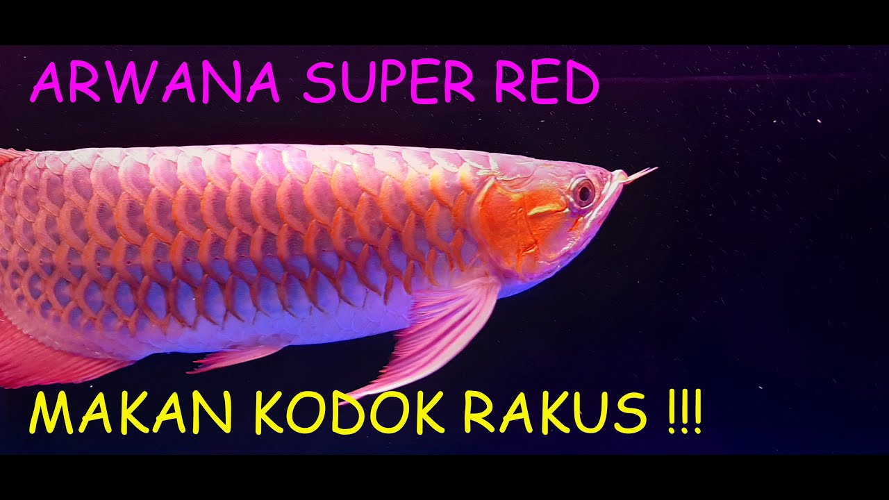 Arwana Super Red Makan Kodok Rakus Banget - YouTube
