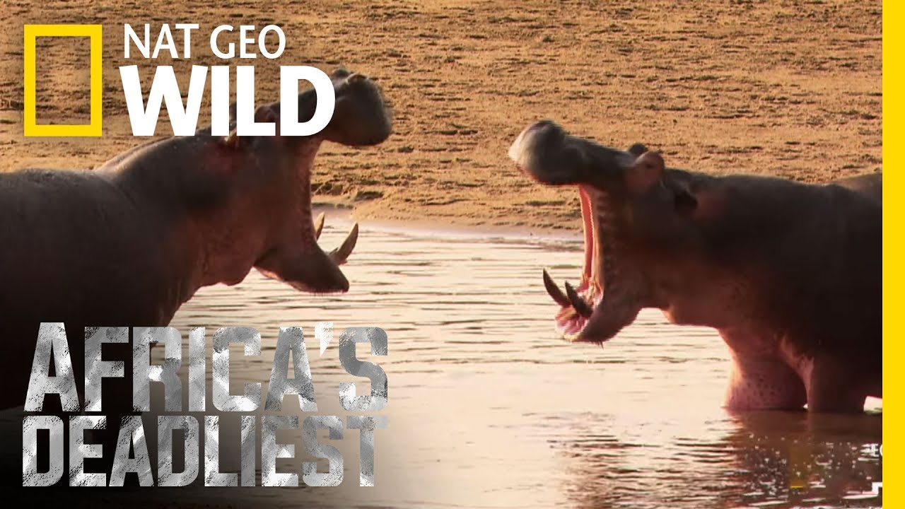 Hippo Beatdown | Africa's Deadliest - YouTube