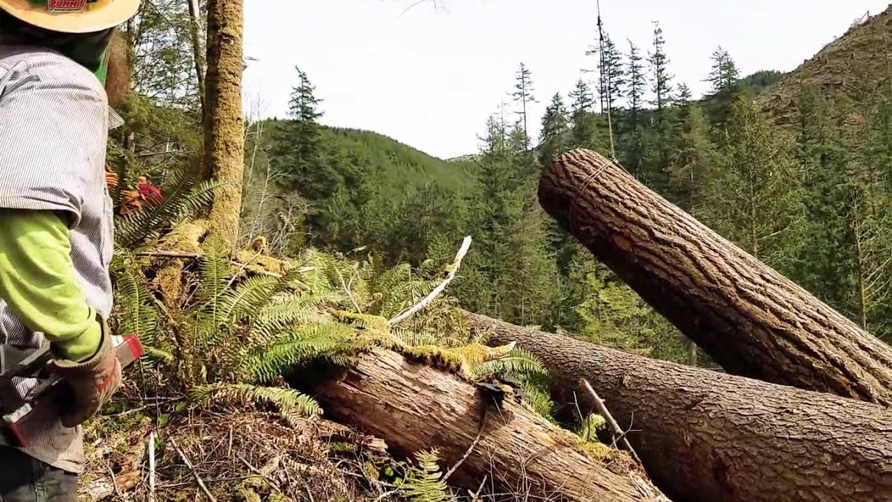 Pretty big logs in Oregon 2018 - YouTube
