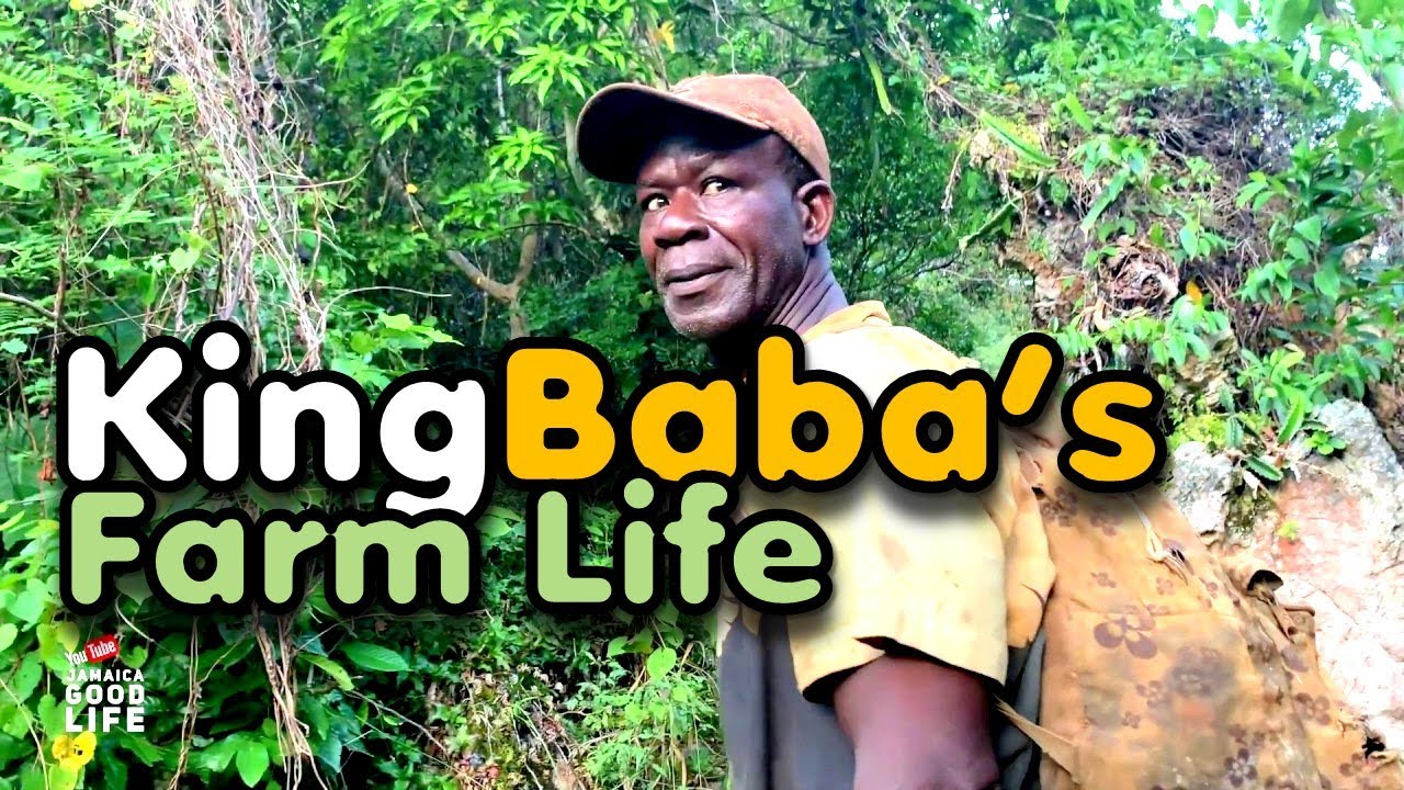 King Baba and Rondie Get Land Ready for Building | EP360 | JAMAICA GOOD ...