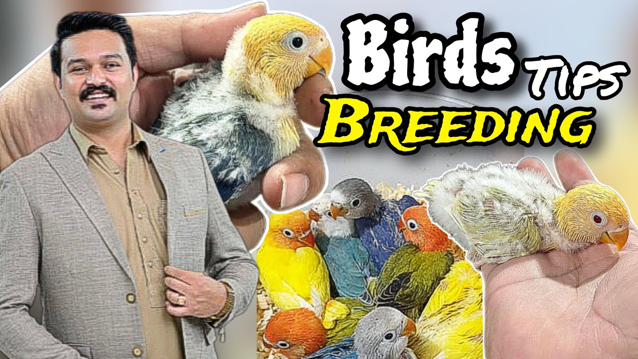 How to Start Birds Breeding Season | LoveBirds Breeding Tips | How to ...