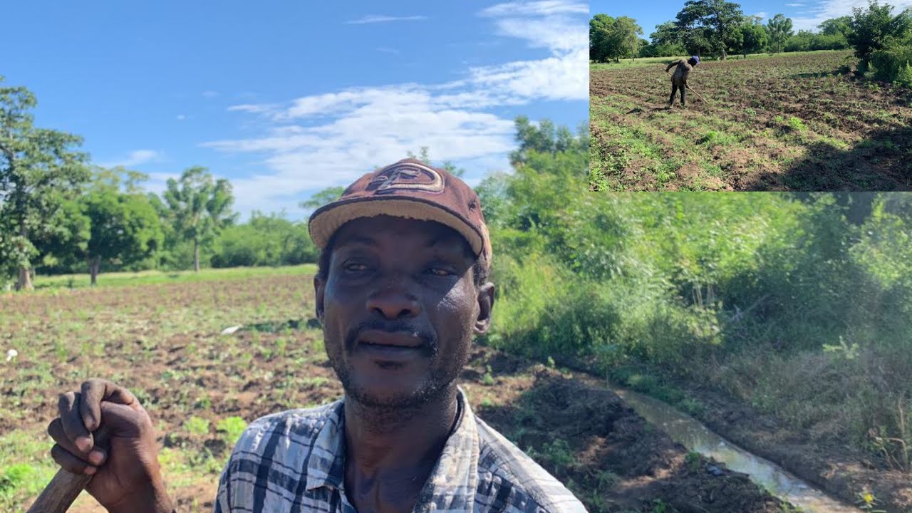 Dlo kanal la kontinye ap fè Mirak,Yon jaden kalalou, piman ak manyok ...