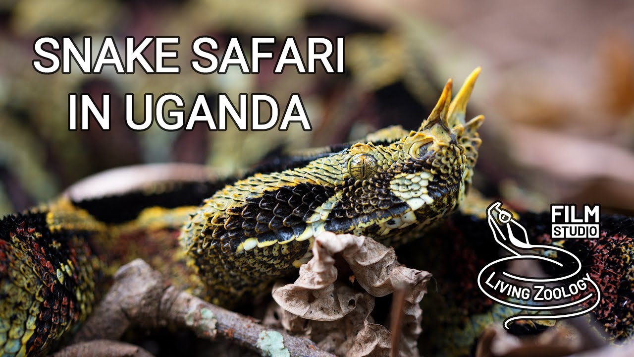 Snake Safari in Uganda (wildlife documentary by Living Zoology) - YouTube