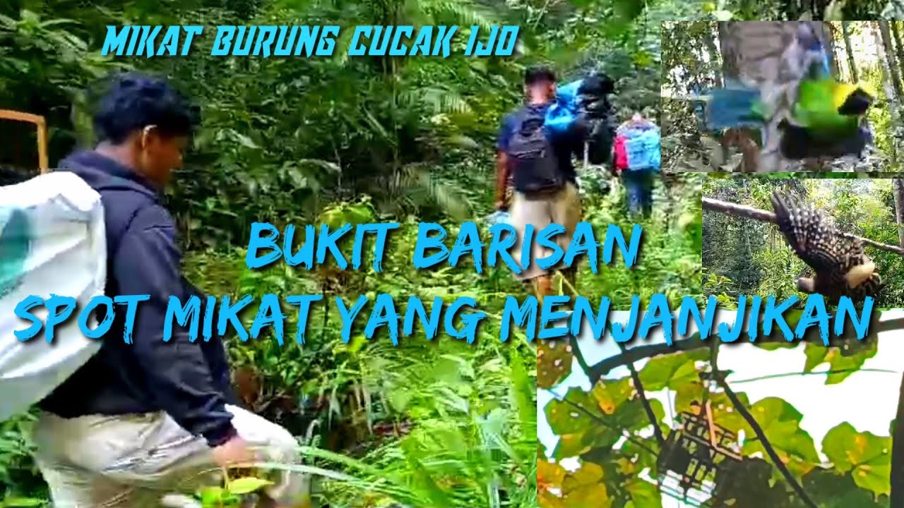 JELAJAH HUTAN BUKIT BARISAN MIKAT BURUNG CUCAK IJO/SPOT MIKAT YANG ...