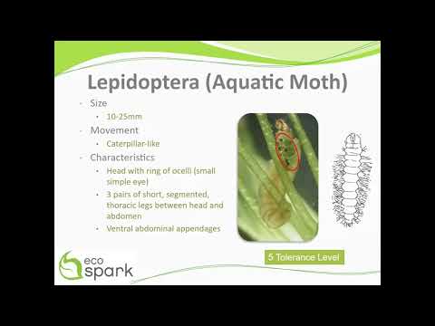 Aquatic Moth (Lepidoptera) Key ID Features - YouTube