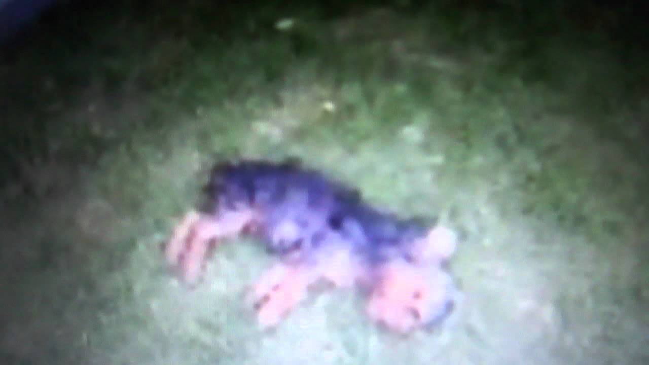 Yorkshire morto-Novo Vídeo - YouTube