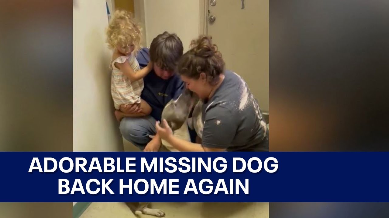 Adorable dog missing for 10 months, reunited with his family | A must ...