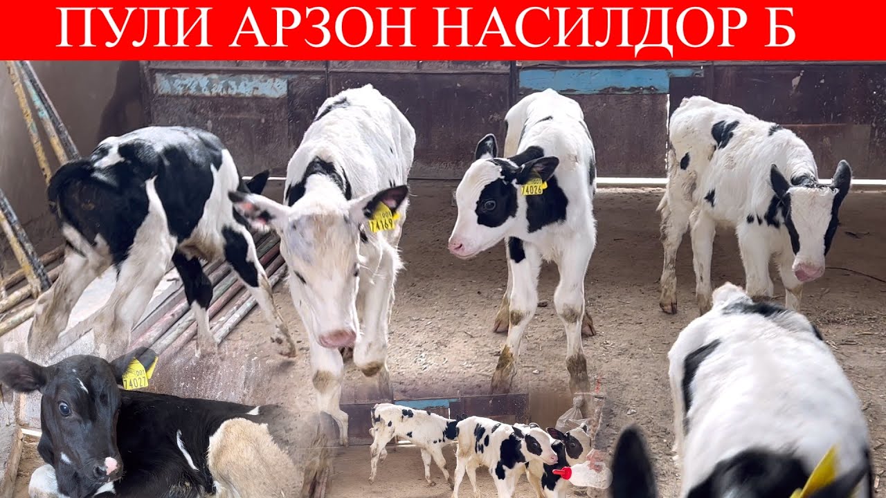 SUT EMDINI ZOʻRLARI K PULIYAN ARZON SHISHILING🏃📞998259999 - YouTube