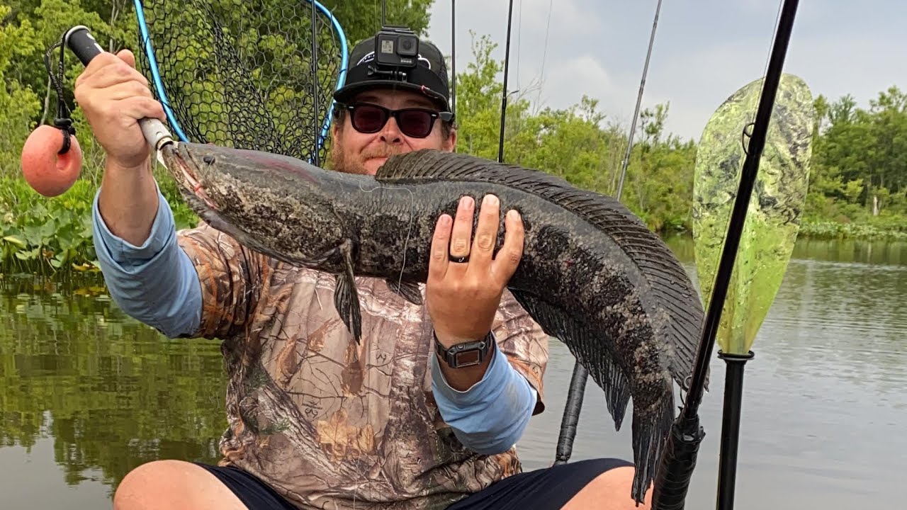 Monster 15lb Maryland Snakehead on Top Water - YouTube