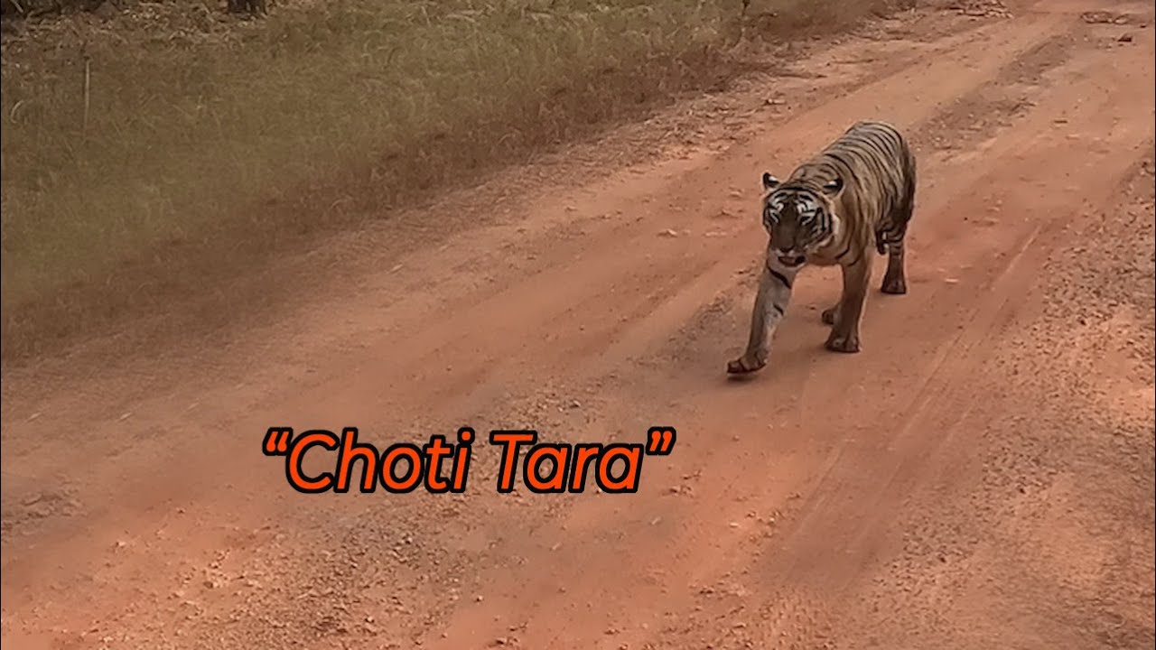 Choti Tara, english version - YouTube