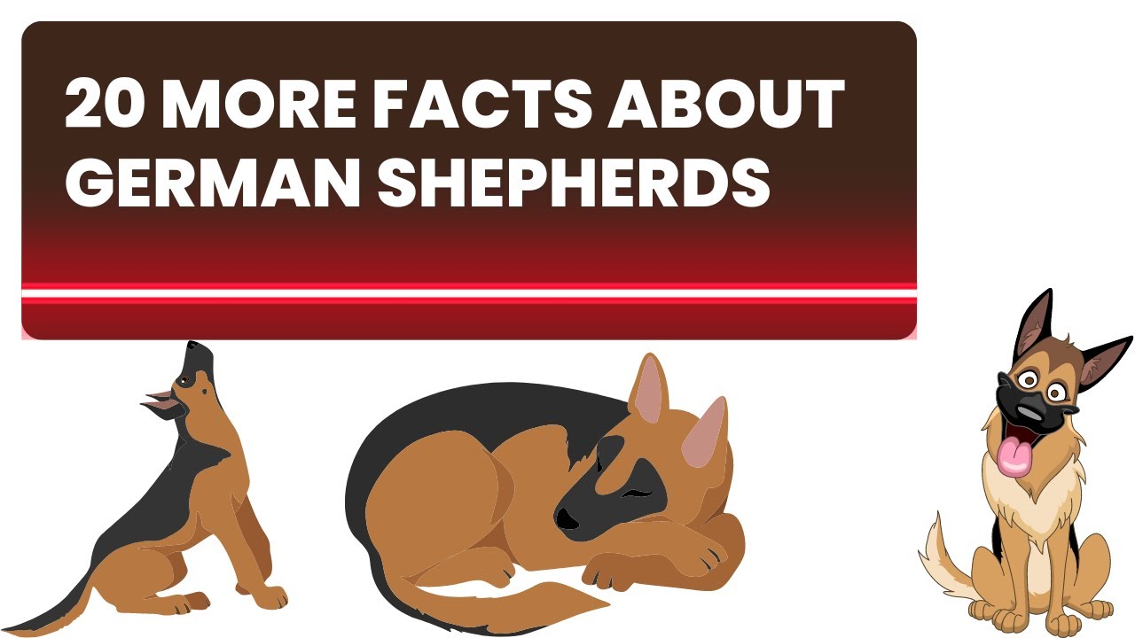 20 More German Shepherd Facts That You Need To Know - YouTube