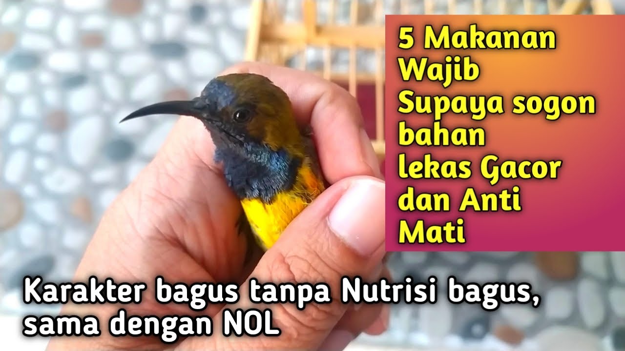 Inilah 5 Makanan terbaik untuk Sogok Ontong supaya Gacor maksimal - YouTube