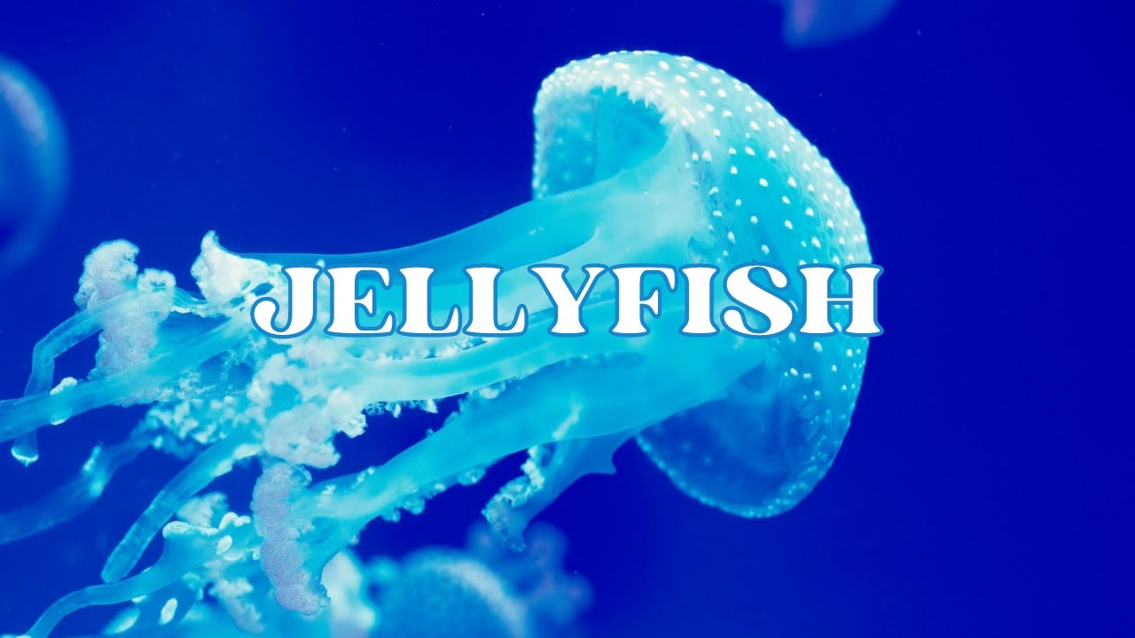 4 Minutes Of Beautifully Vivid Jellyfish | Dolby Sound | 4k HDR 60fps ...