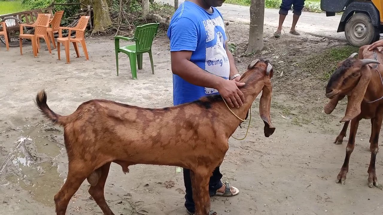 🐐 Assam goat farming 🐐 sagoli palon ata laav dayok byboxai 🙏 8131000920 ...