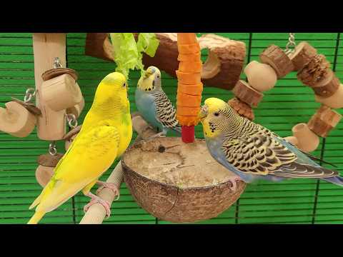 budgie sounds for lonely birds