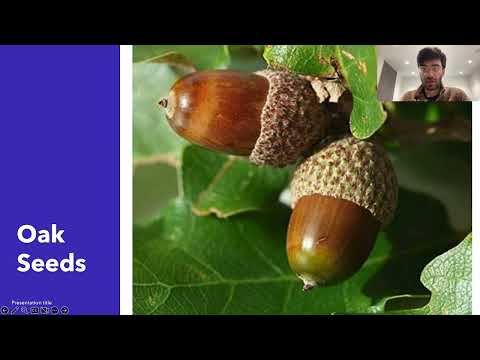 Basic British Tree Identification (for Beginners) - YouTube