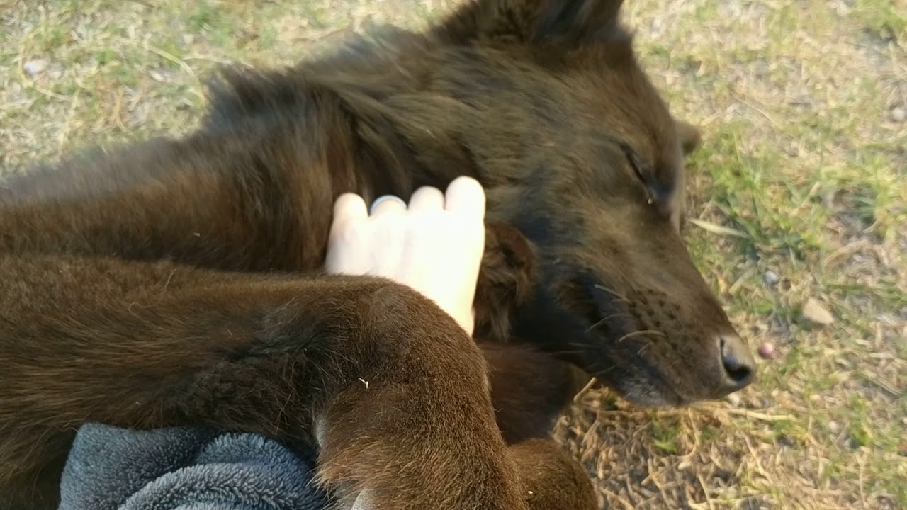 A Very Happy Wolfdog - YouTube