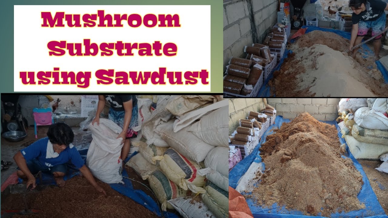 Paano gumawa ng mushroom substrate using sawdust - YouTube