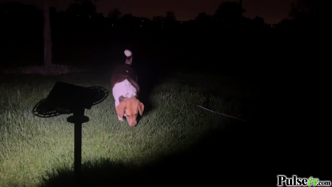 Dual-Mounting Flex-Fold Solar-Powered, Motion and Light Activated ...