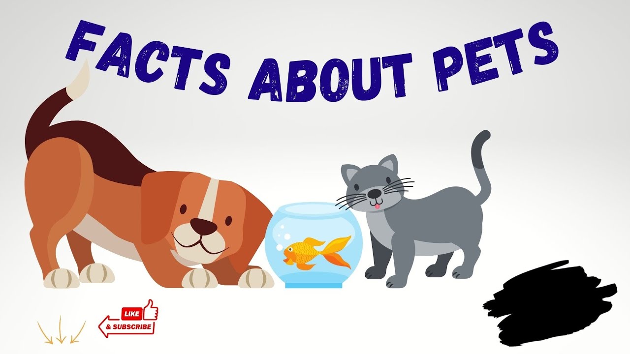 Bugs Team 1 Unit 6 Lesson 6 - FACTS ABOUT PETS - listening exercise ...