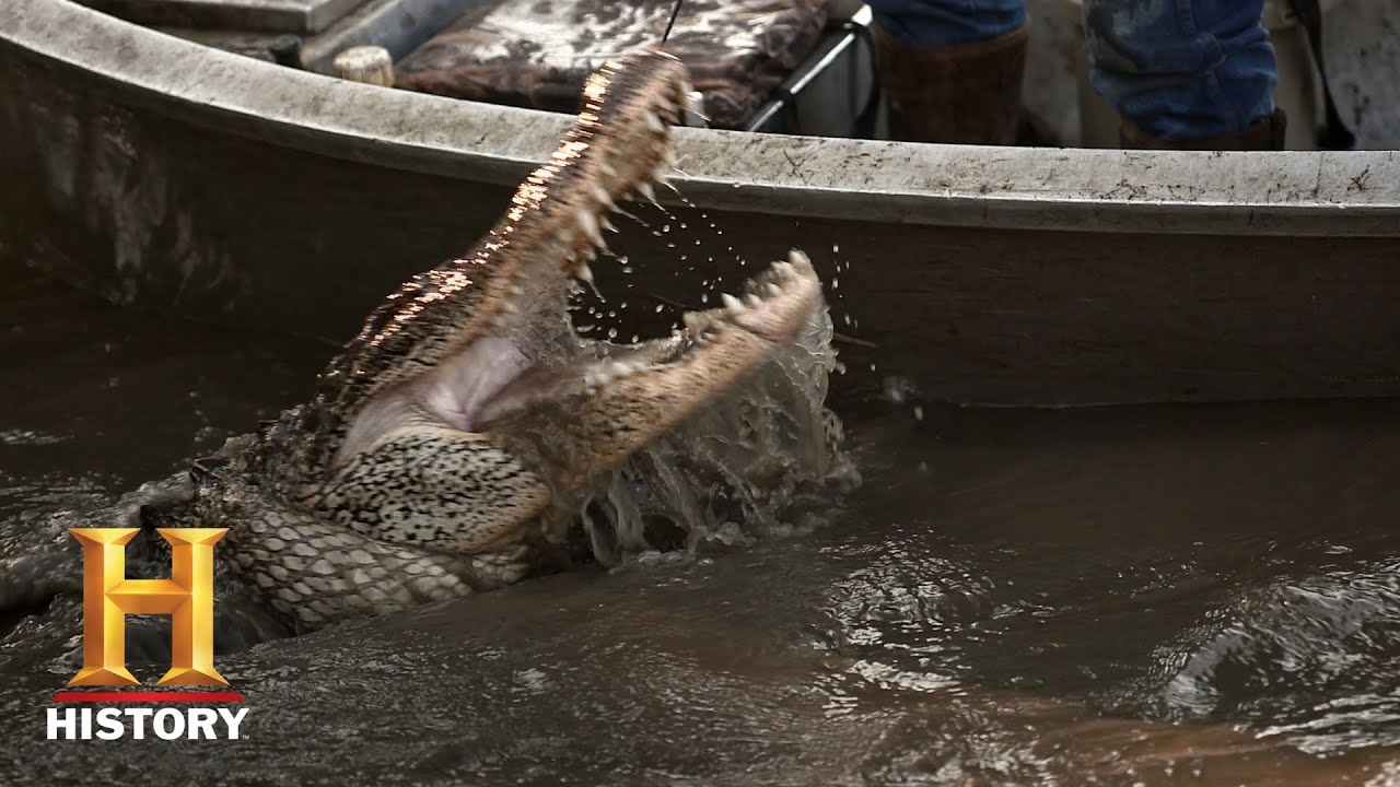 Swamp People: Big Gator Rewards for Troy and Terrel (Season 11 ...