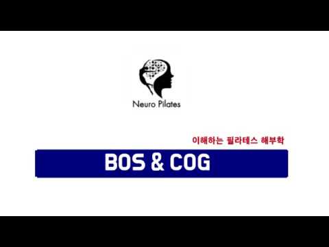 뉴로필라테스 해부학 워크샵) BOS & COG - YouTube
