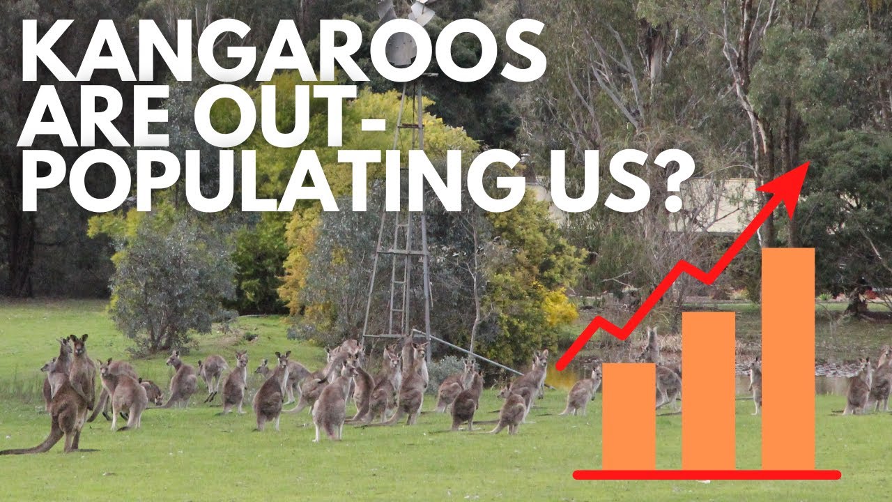 NATIVE PEST?! - EASTERN GREY KANGAROO - Wildlife Wednesday #12 | Pete ...