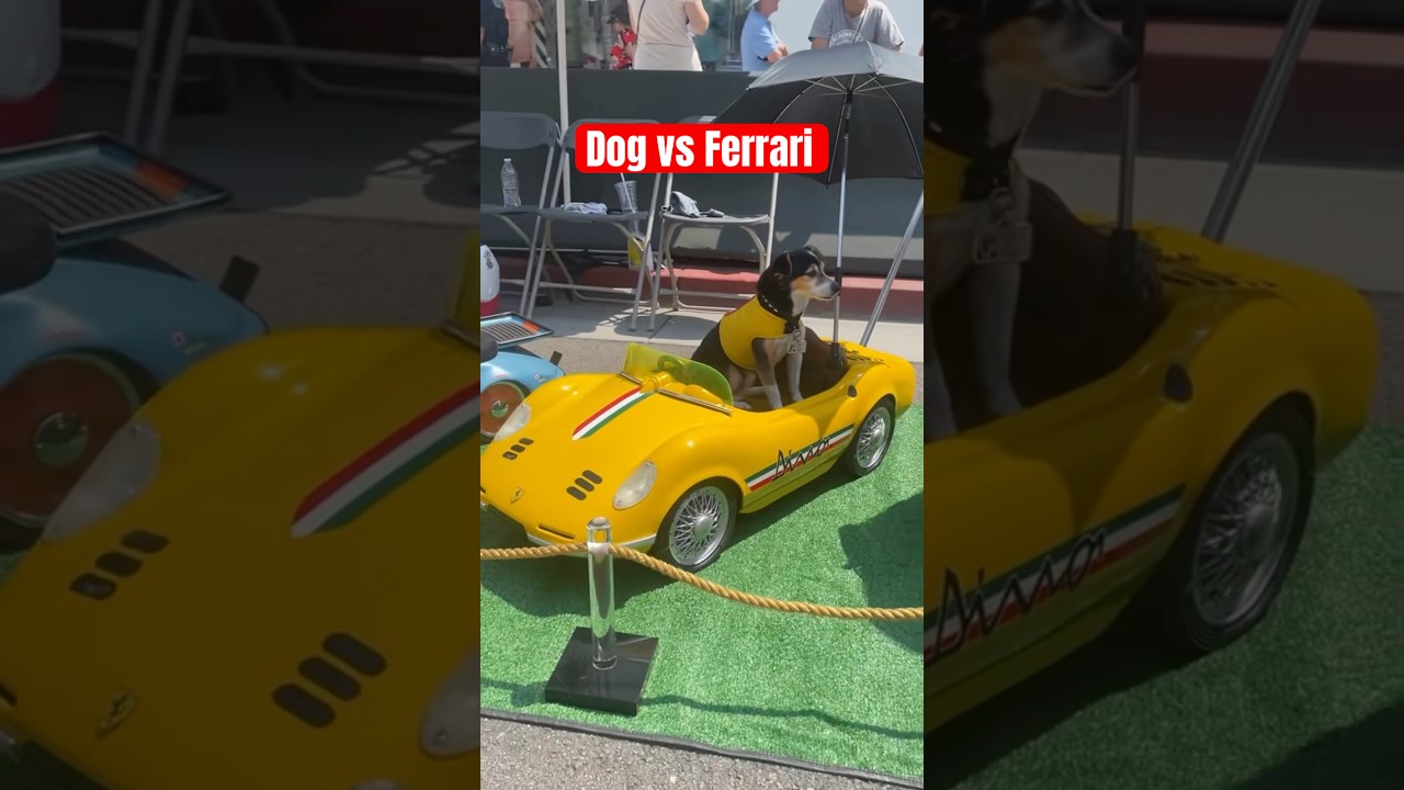 Cute dogs in a Ferrari #shorts #fyp #dog #cute #ferrari - YouTube