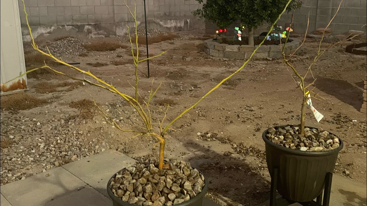 Lemon Trees Rescue! Part 1 - YouTube