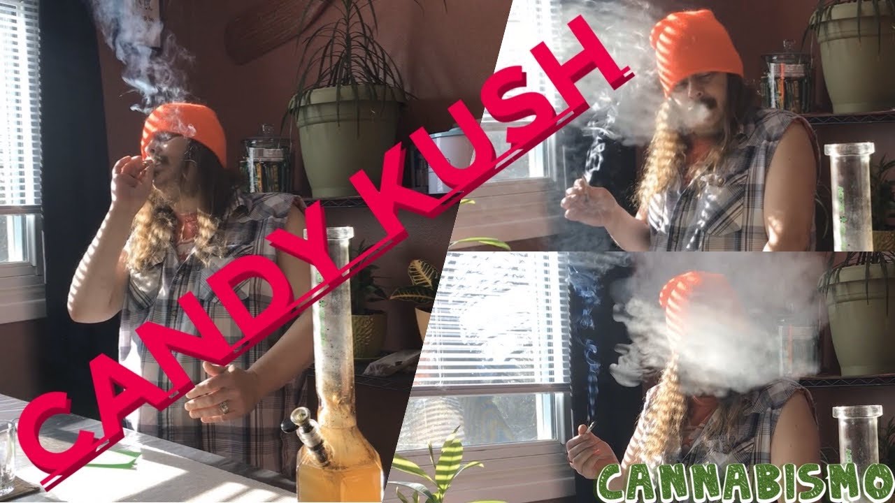Cigrit Reviews “Candy Kush” (Medical Marijuana) From Cannabismo - YouTube