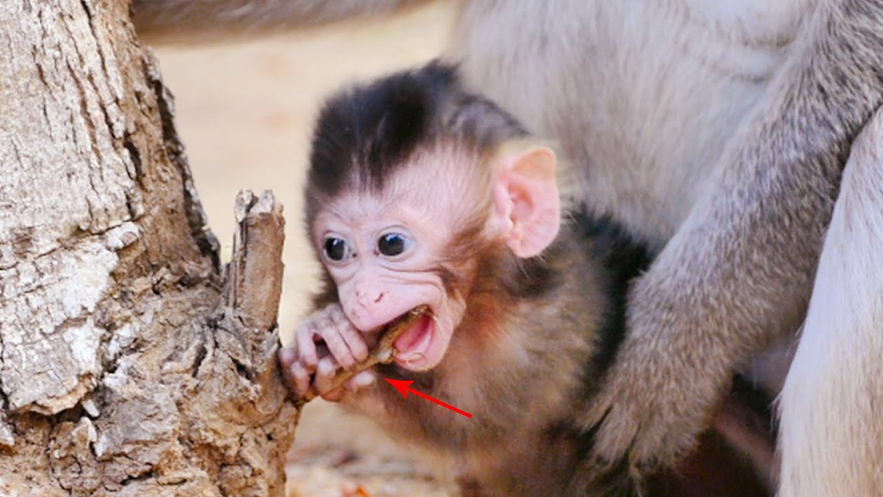 OMG...Tiny Cutest Girl Emma Monkey Just Sleeps In The Ash - She So ...