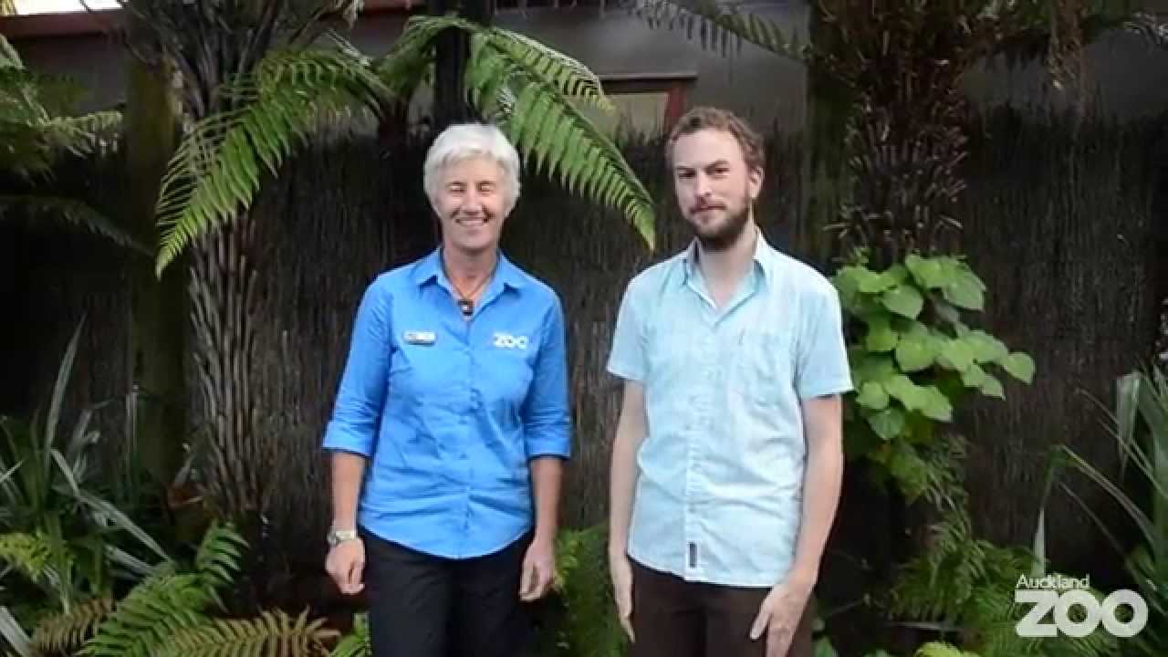 New Zealand Sign Language Week at Auckland Zoo - YouTube