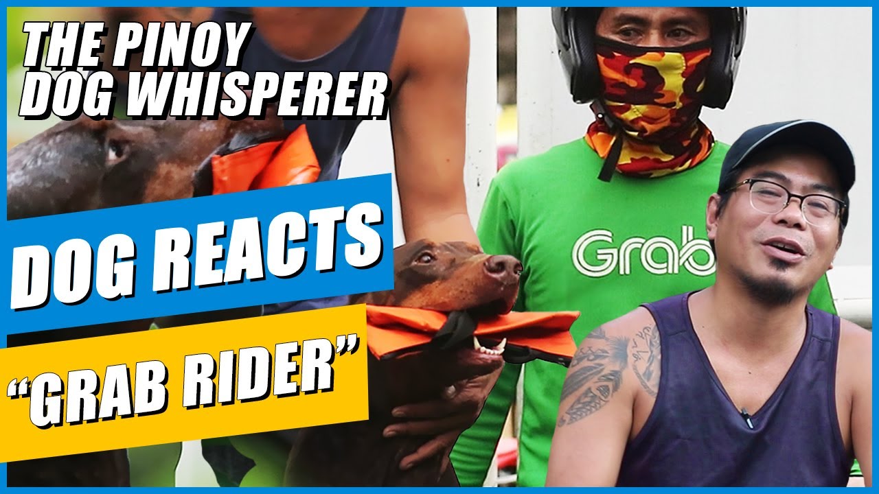 DOG REACTS to Grab Food Rider (prank!) - YouTube