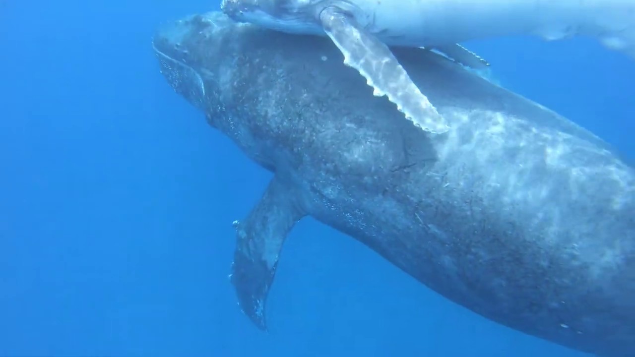 Chosen by Mother Humpback Whale and Baby Humpback Whales! - Drake Bay ...
