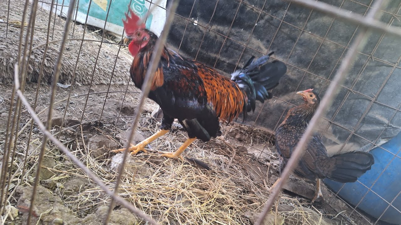 MON DIEZ TIENES QUE VER ESTO GALLO PURA CALIDAD - YouTube