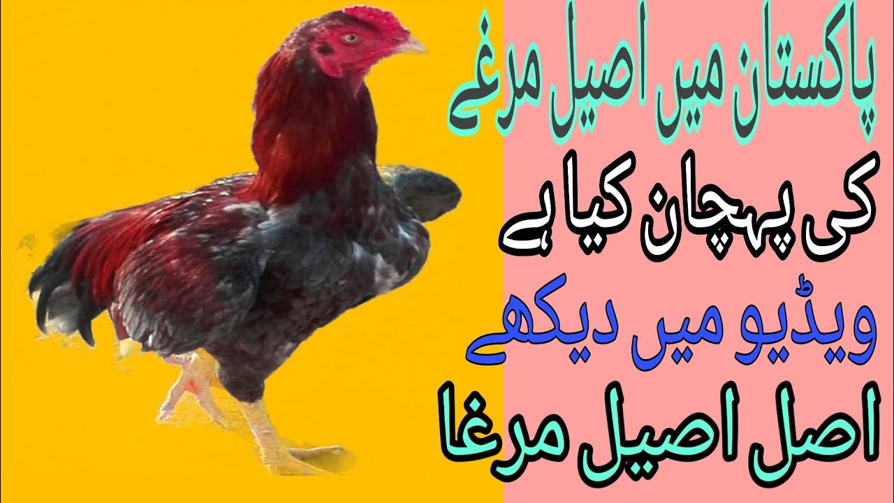 #Aseel patha jawa Black|pure aseel murga|in Haveli Lakha pakistan - YouTube