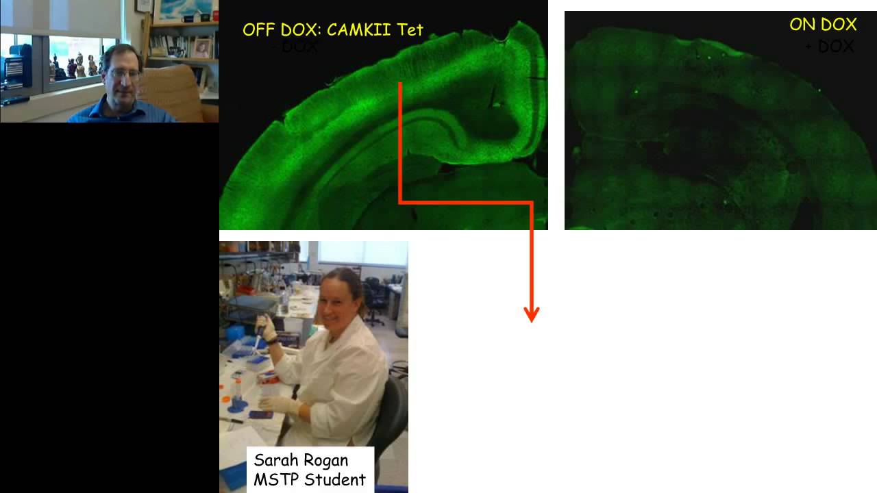 Bryan Roth - Chemogenetics a transformational technology for ...